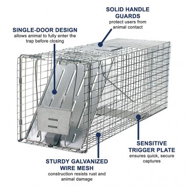 Best Raccoon Traps to Use Around Your Home | Trapper Journal